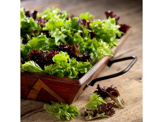 Salata Baby Leaf Mix (Lactuca sativa)