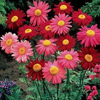 Margareta Robinsons mešavina - seme za cveće 5 kesica Franchi Sementi Virimax