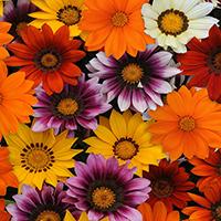 Seme za cveće Gazanija - Sunčica - mešavina 10 kesica Franchi Sementi Virimax