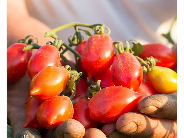 Paradajz `Fiaschetto di Manduria` (Solanum lypersicum)