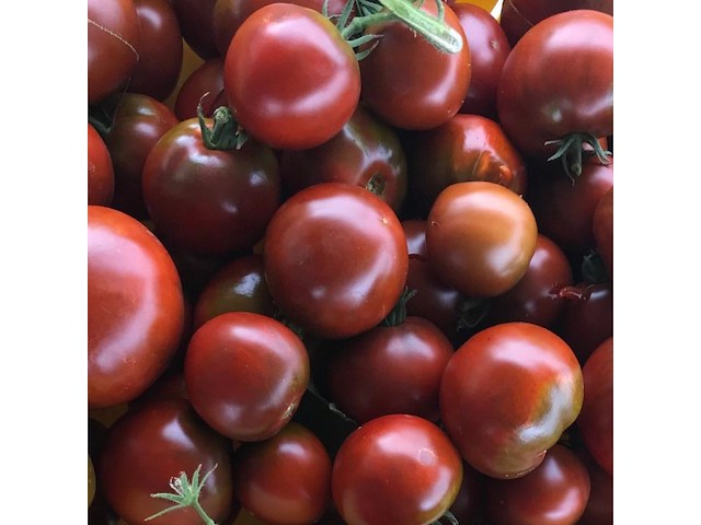 Paradajz `Black Prince` (Solanum lycopersicum)