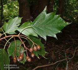 brekinja(sorbus torminalis)prirodni insulin