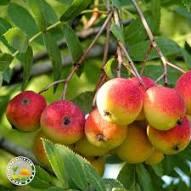 oskoruša stara sorta (SORBUS DOMESTICA)