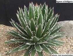 Agave schidigera - 10 semenki