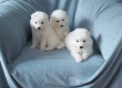 Samojed