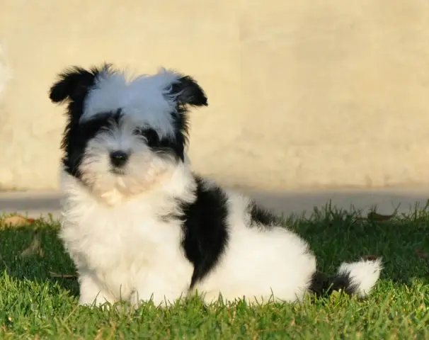 Prodaja stenaca Jorksirskih terijera