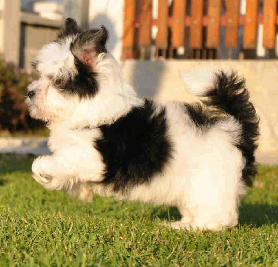 Na prodaju polovne Nemacke TA peci