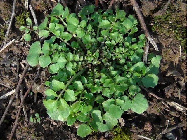 Bitter cress salata divlje povrce (seme) Cardamine hirs