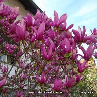 Ljubičasta magnolija
