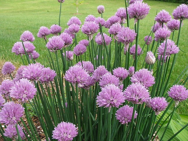 Divlji vlasac (lukovice) Allium Schoenoprasum