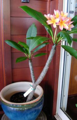 Plumeria rubra mix (3 semenke) Frangipani havajski cvet