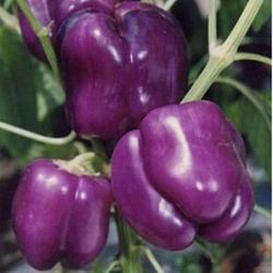 Paprika Lilavi Purple Beauty (10 semenki)