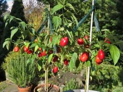 Chilli drvo - Rocoto Manzano (10 semenki) višegodišnji