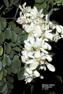 Moringa oleifera - DRVO CUDO!!! (seme)