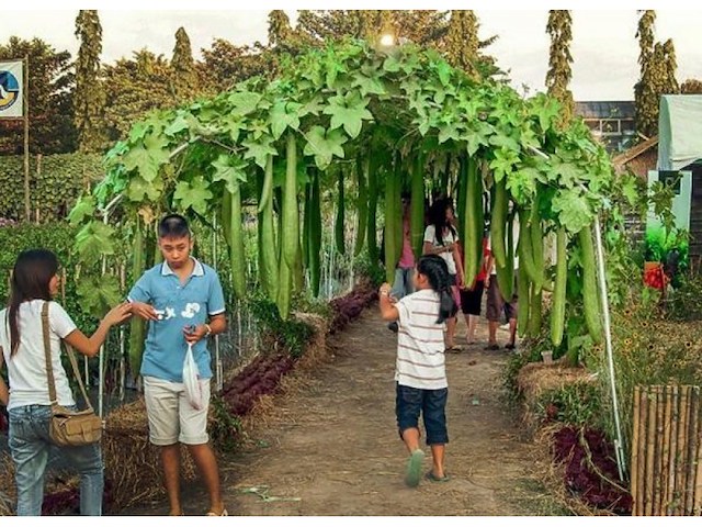 Luffa (seme) Zeleni sundjer