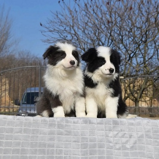 Border koli/collie štenci