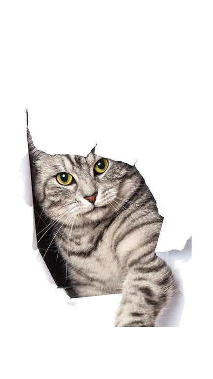 Cat paper
