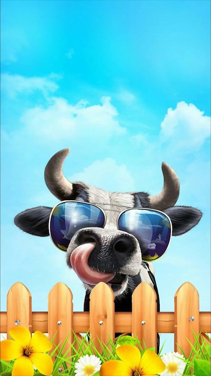Cool cow