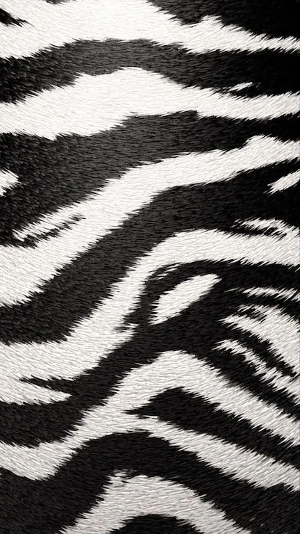 Animal zebra
