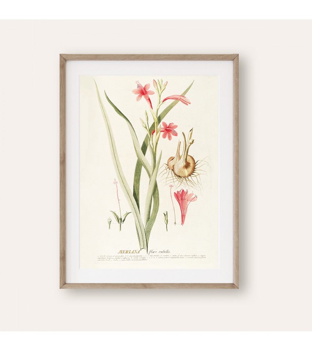 GLADIOLA cvetne slike i posteri (art. p-8697)