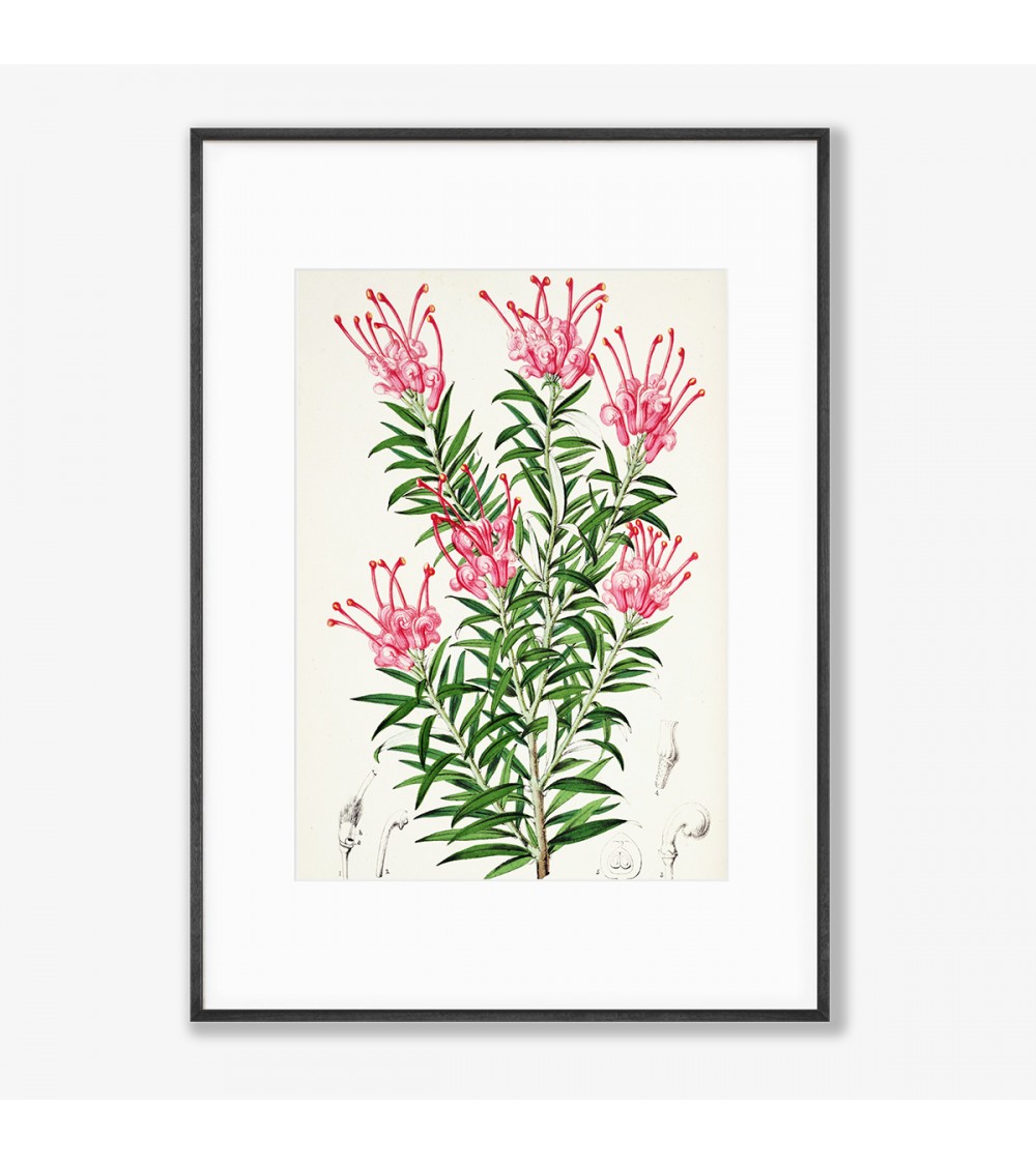 GREVILLEA print - reprodukcija (art. p-7833)