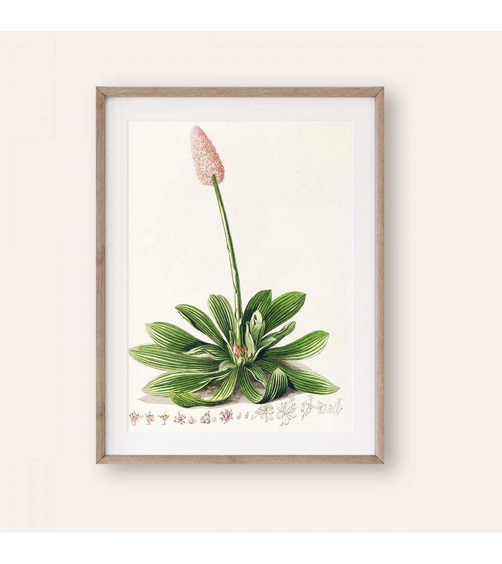 HOSTA cvetne slike i posteri (art. p-8702)