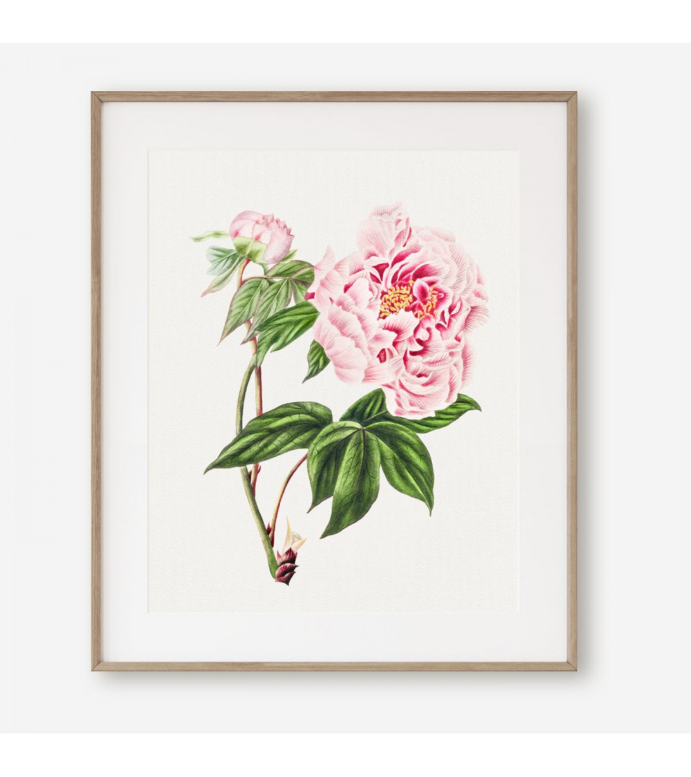 AMARILIS ŽIKLE PRINT - REPRODUKCIJA (ART. P-7806)