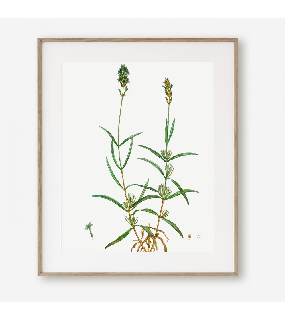 LAVANDA GRAFIČKA REPRODUKCIJA GICLEE ZA ZID (ART. P-9987)