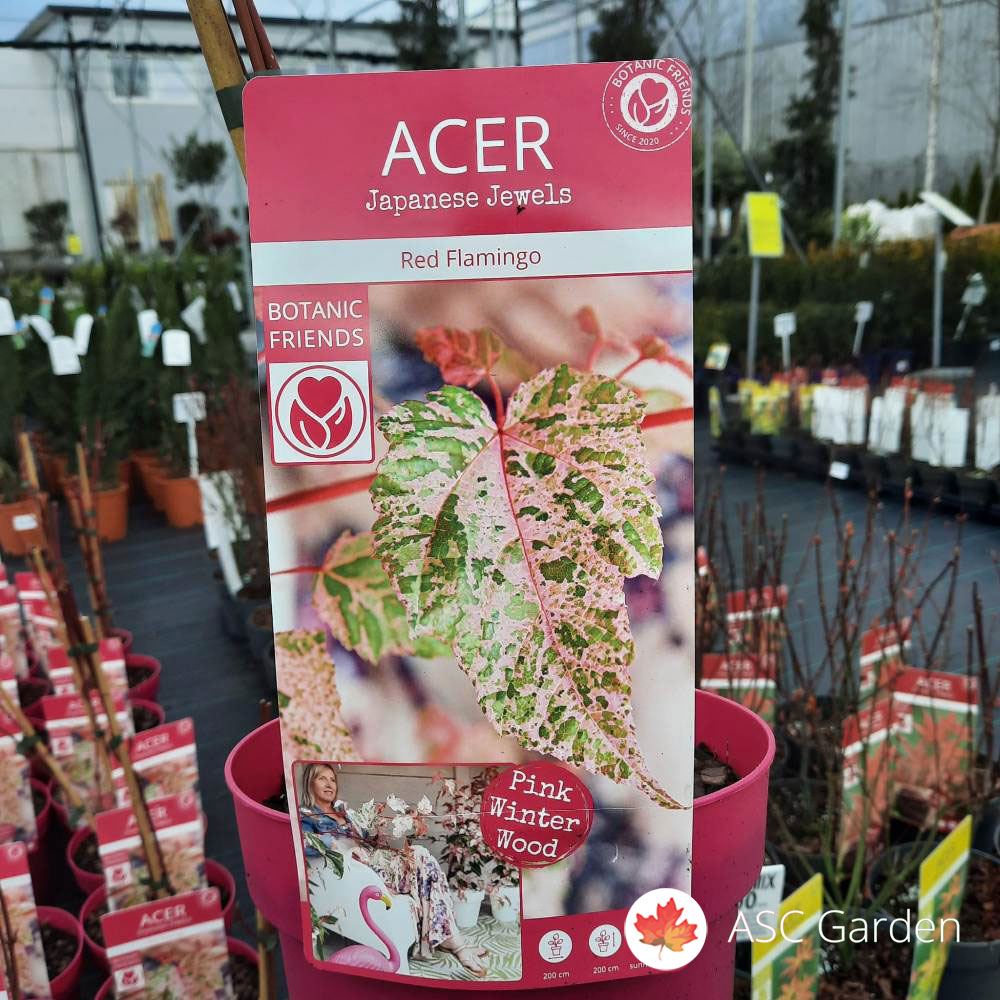 Acer conspicuum ‘Red Flamingo’ 45 cm
