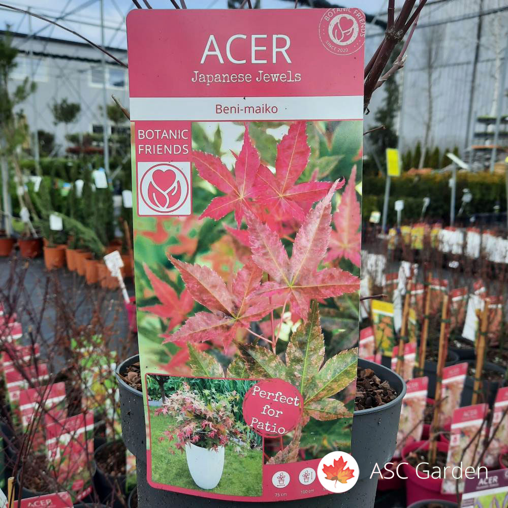 Acer palmatum ‘Beni-maiko’ 45 cm