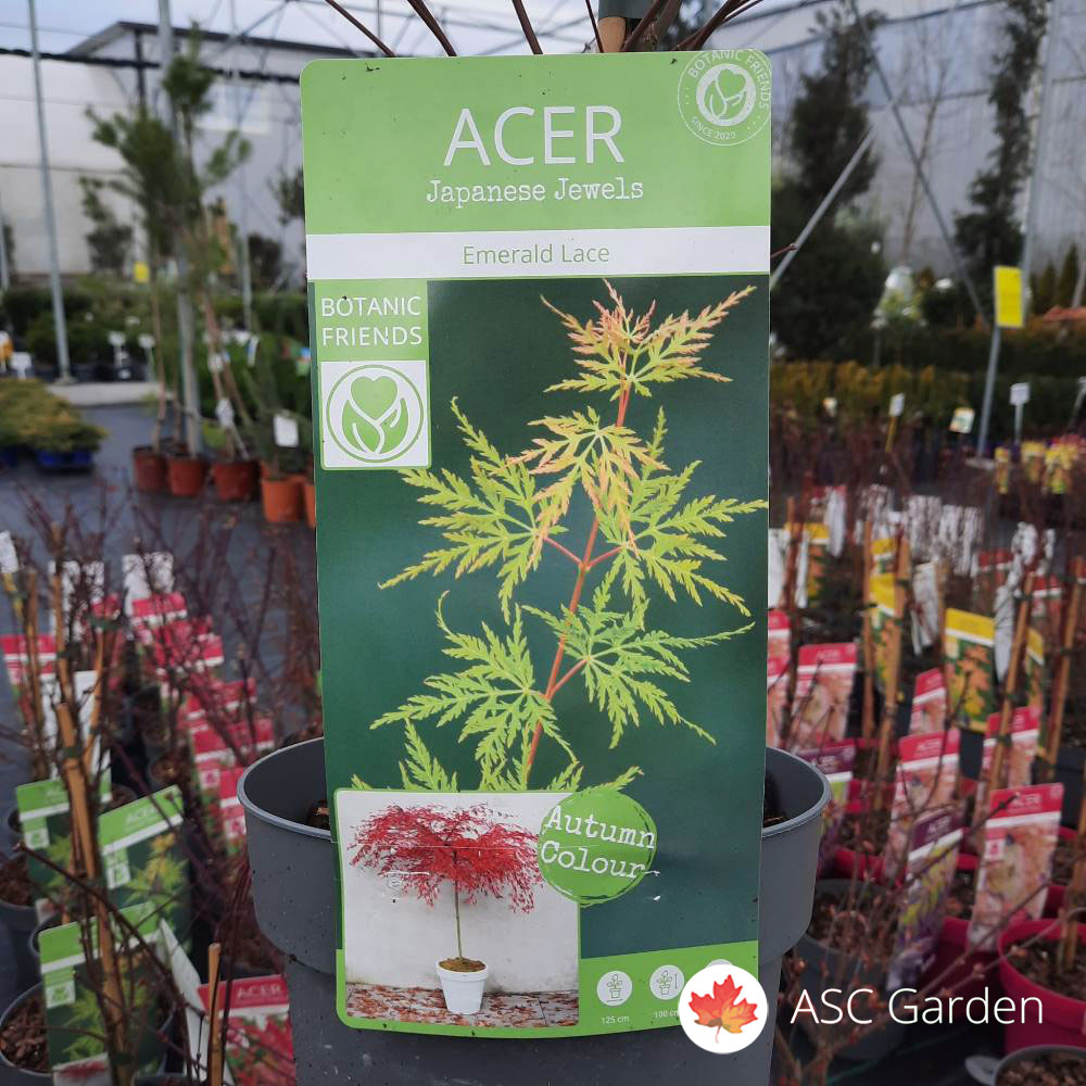 Acer palmatum ‘Emerald Lace’ 45 cm