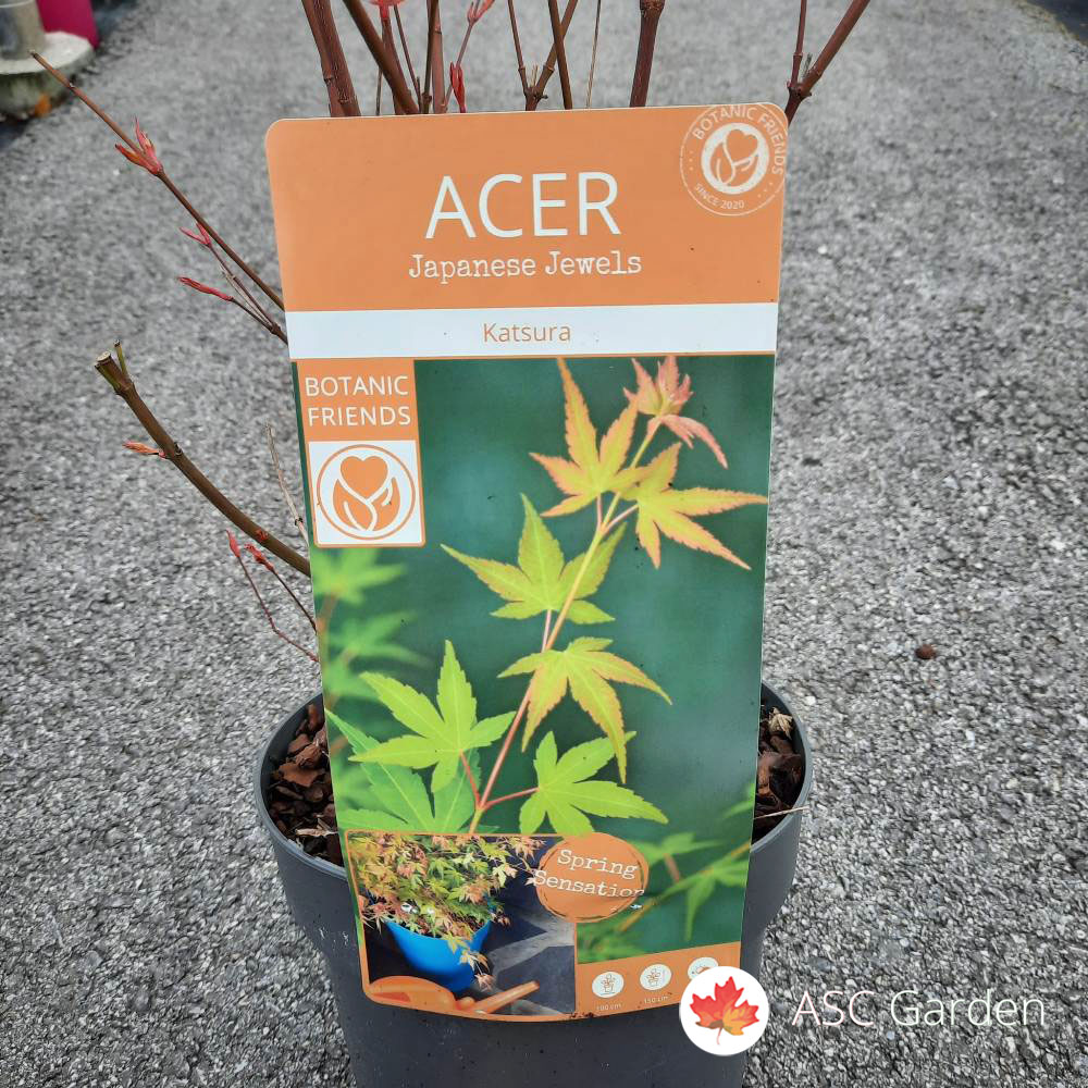 Acer palmatum ‘Katsura’ 45 cm