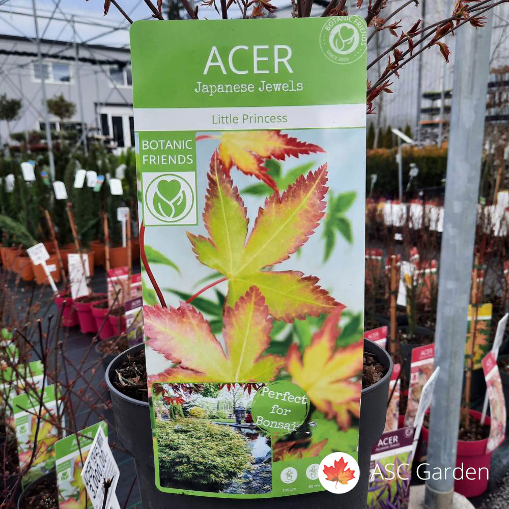 Acer palmatum ‘Little Princess’ 45 cm