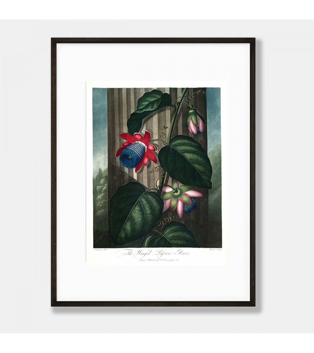 PASIFLORA ŽIKLE PRINT NA PREMIUM PAPIRU (ART. P-7441)