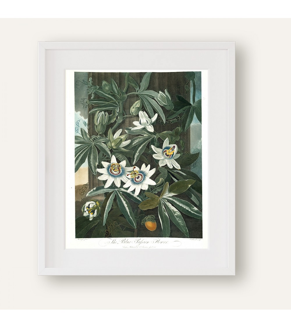 PASIFLORA PRINT NA PREMIUM PAPIRU (ART. P-7545)