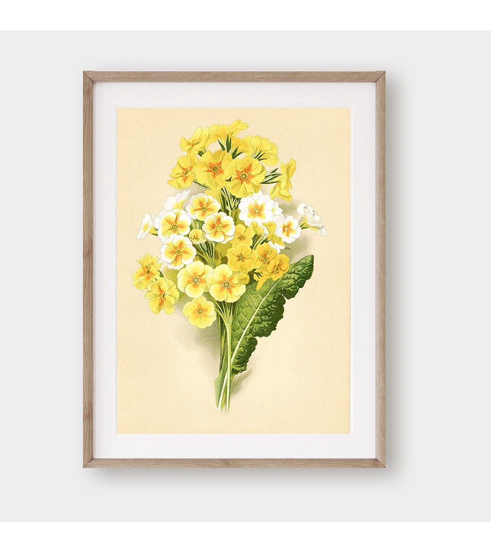 PRIMULA ŽIKLE PRINT NA PREMIUM PAPIRU (ART. P-5299)