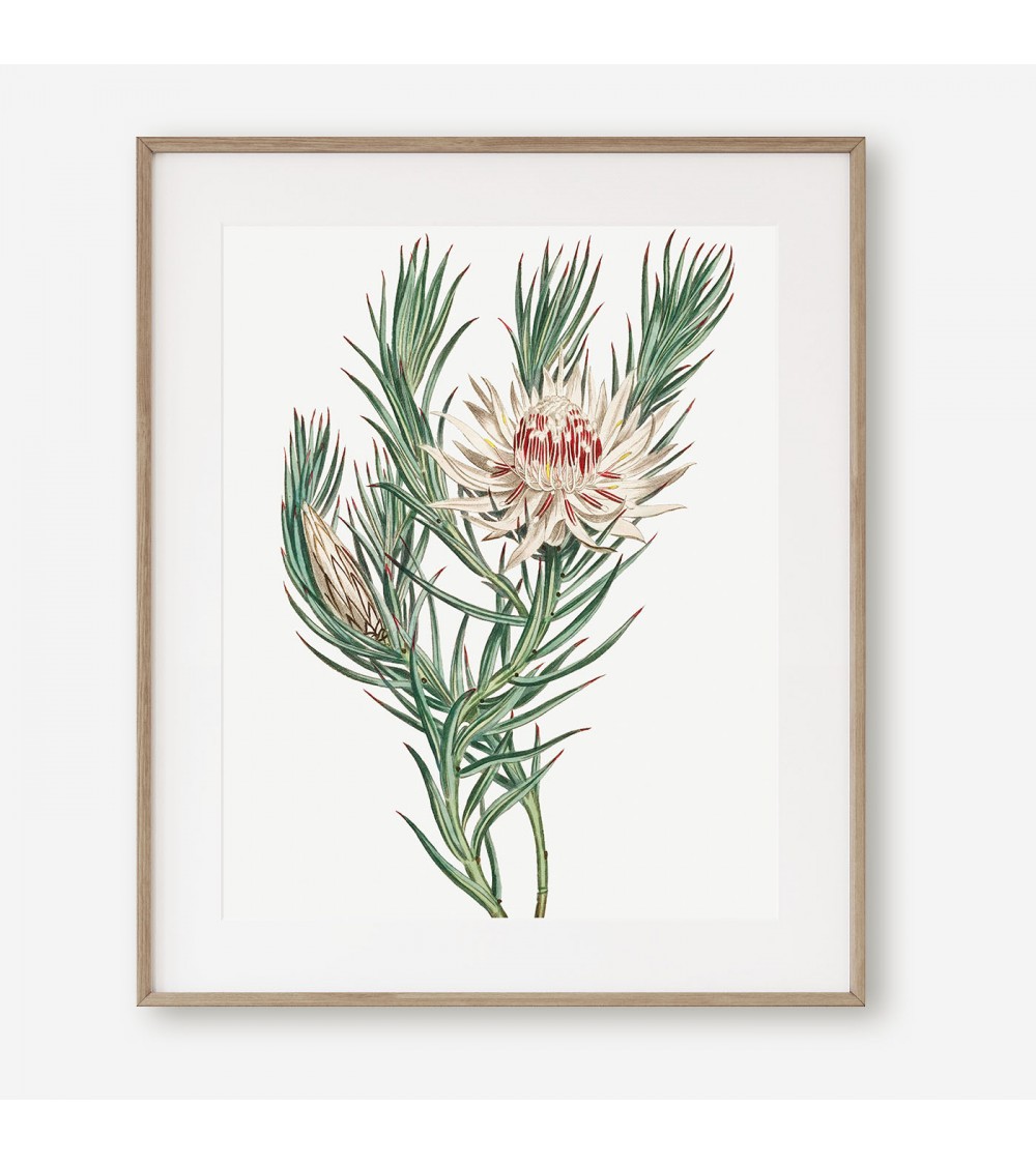 PROTEA GRAFIČKA REPRODUKCIJA GICLEE ZA URAMLJIVANJE (ART. P-9190)