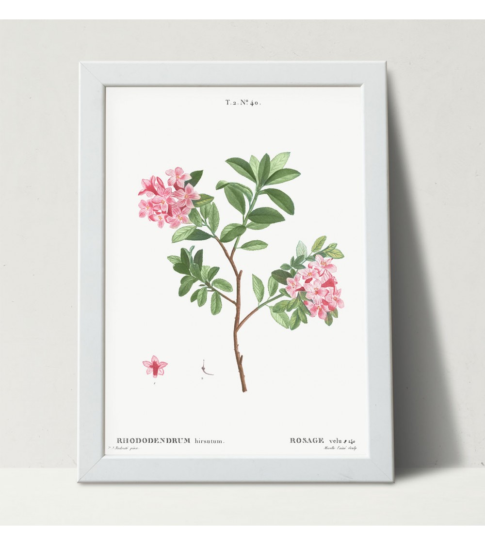 RODODENDRON botanički umetnički print (art. p-10918)