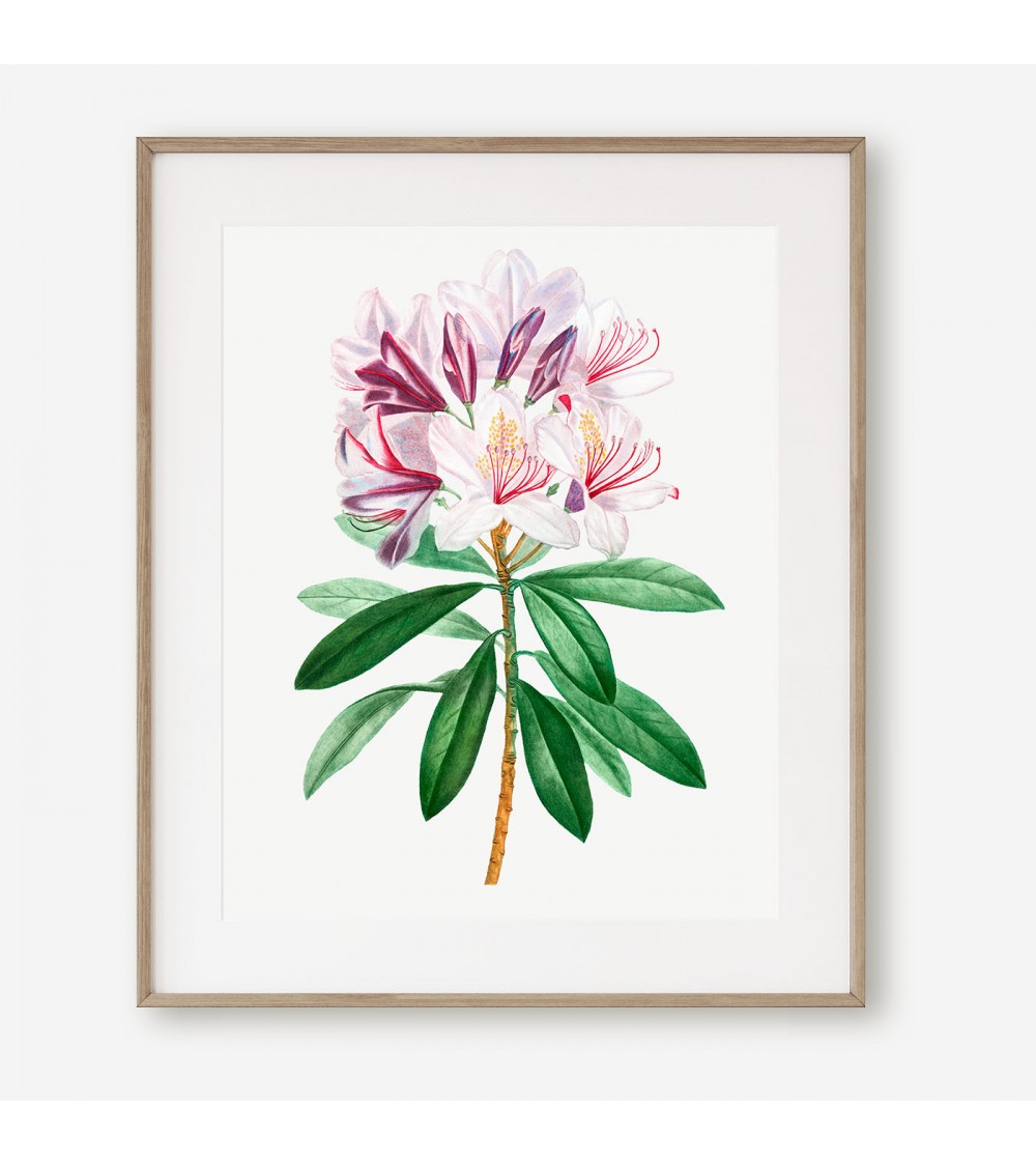 RODODENDRON grafička reprodukcija giclee za uramljivanje (art. p-10629)