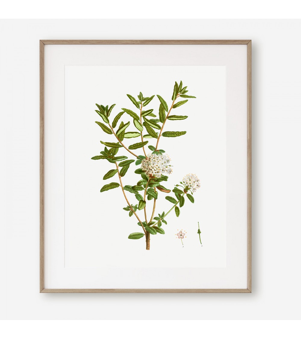 RODODENDRON grafička reprodukcija giclee za zid (art. p-9985)