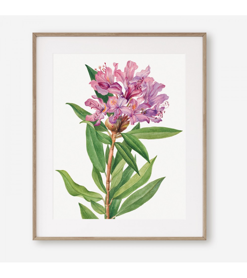 RODODENDRON REPRODUKCIJA KROMOLITOGRAFIJE (ART. P-9110)