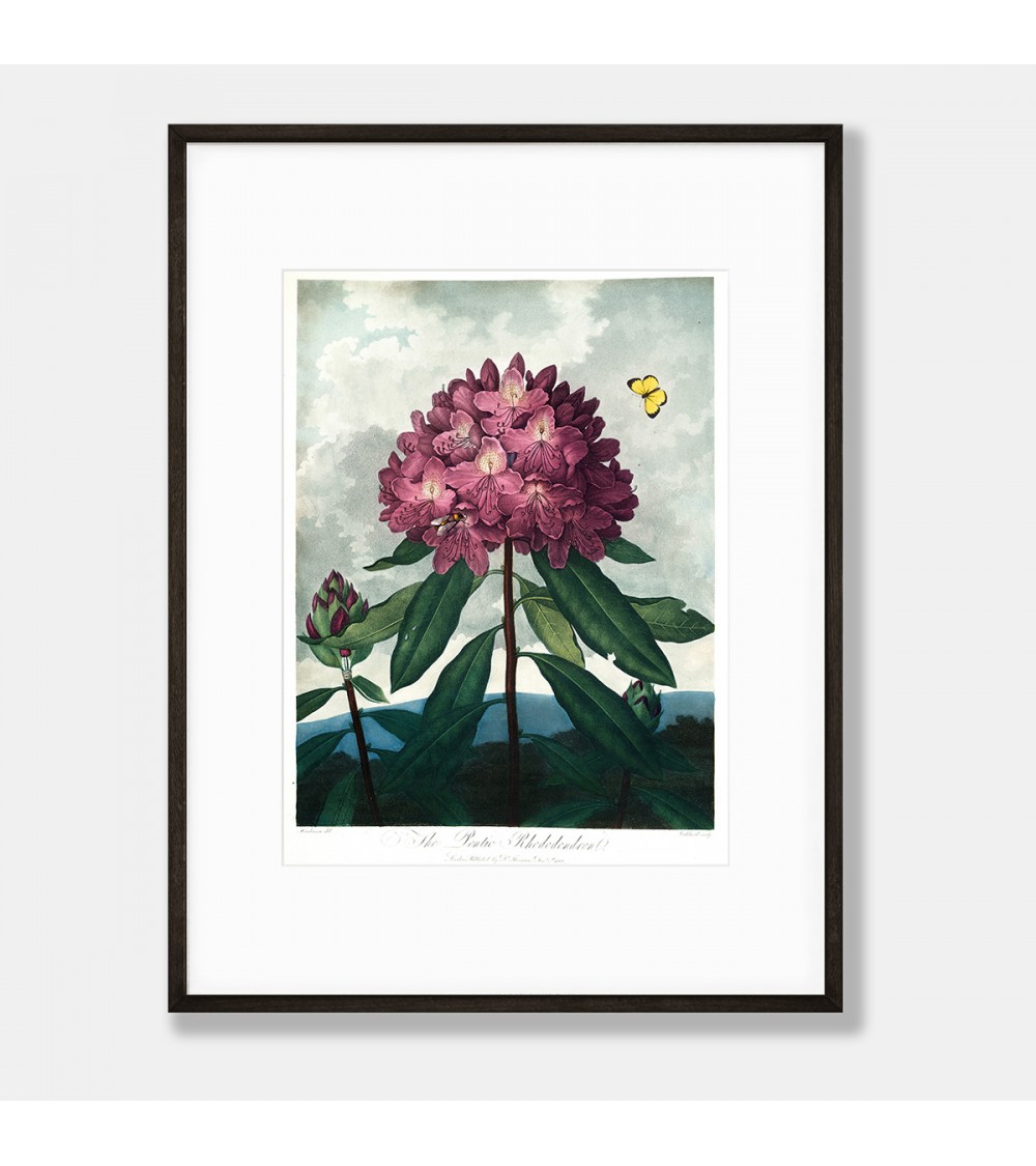 RODODENDRON ŽIKLE PRINT NA PREMIUM PAPIRU (ART. P-7434)