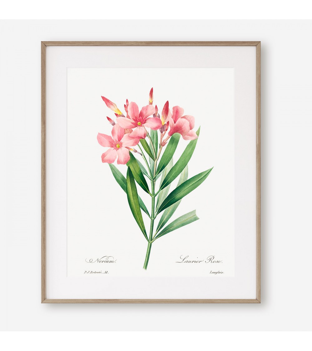 ROZE OLEANDER UMETNIČKI PRINT ZA URAMLJIVANJE (ART. P-9632)