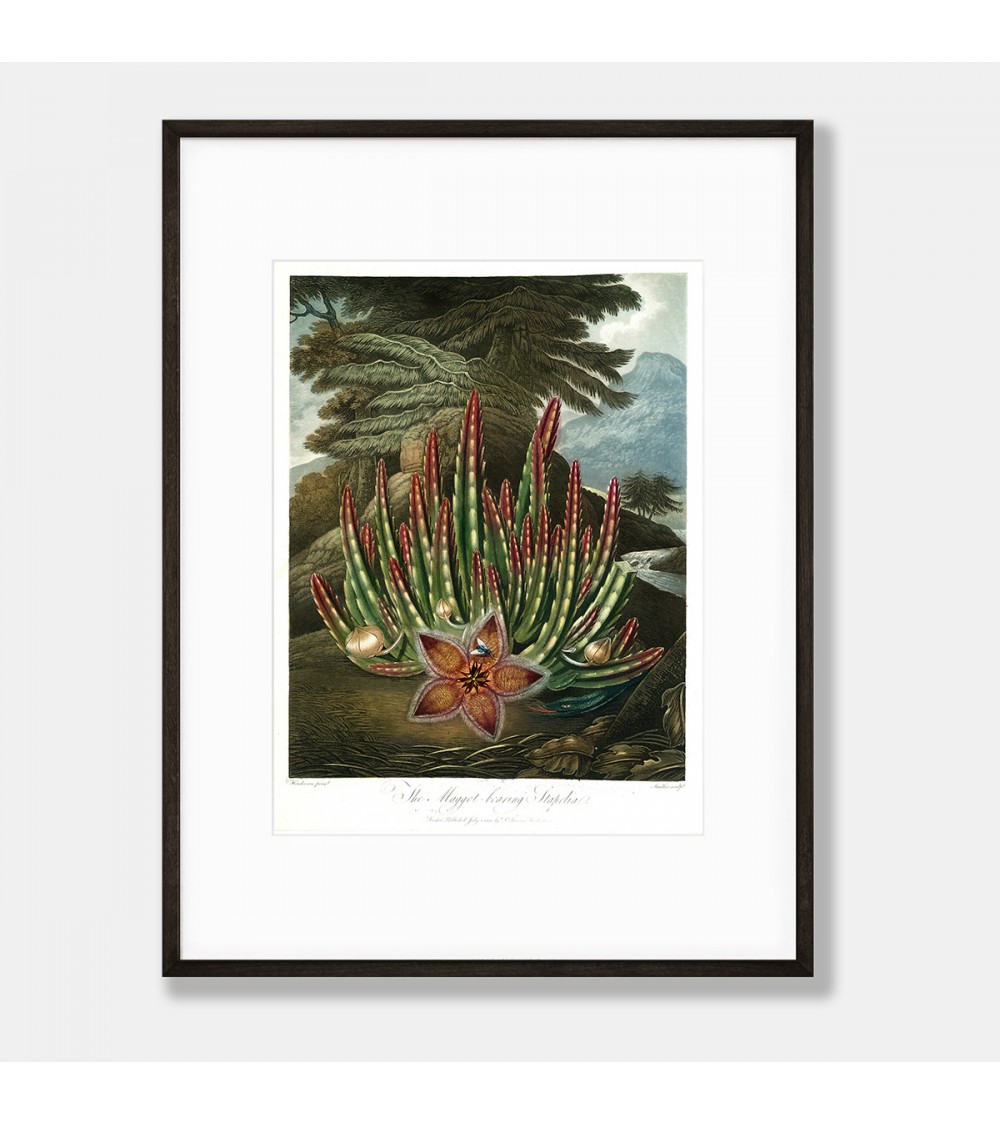 STAPELIA ŽIKLE PRINT NA PREMIUM PAPIRU (ART. P-7432)