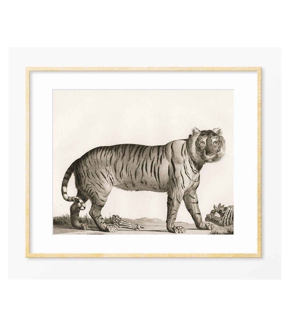 TIGAR PRINT IZ SERIJE ZOO VRT (ART. P-2515)