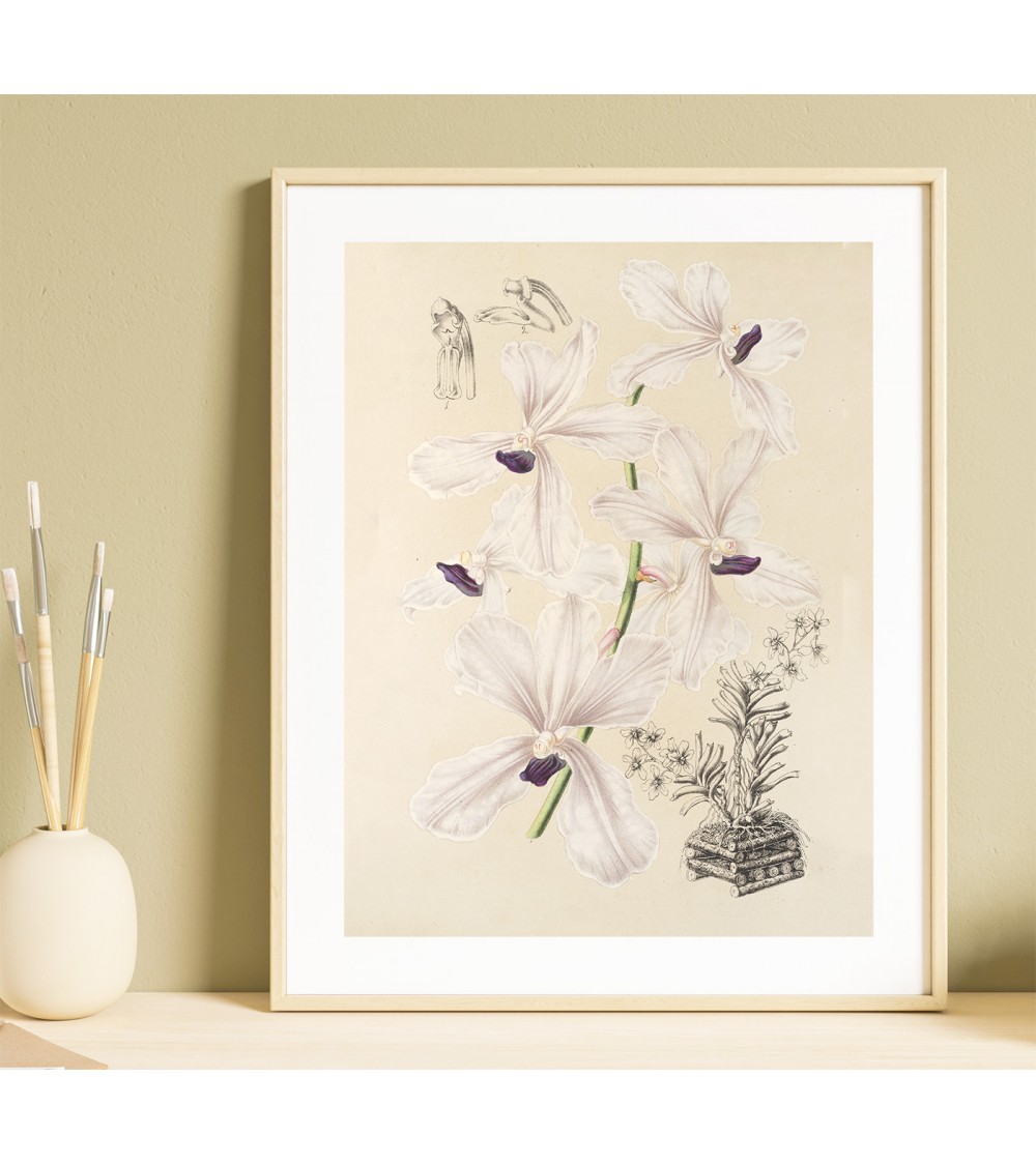 VANDA ORHIDEJA grafički print reprodukcija (art. p-8706)