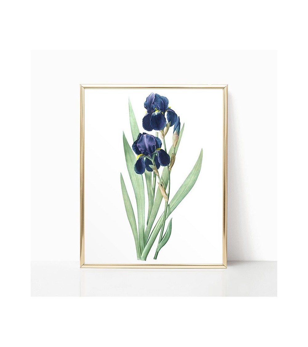 IRIS poster za zid (art. p-1812)