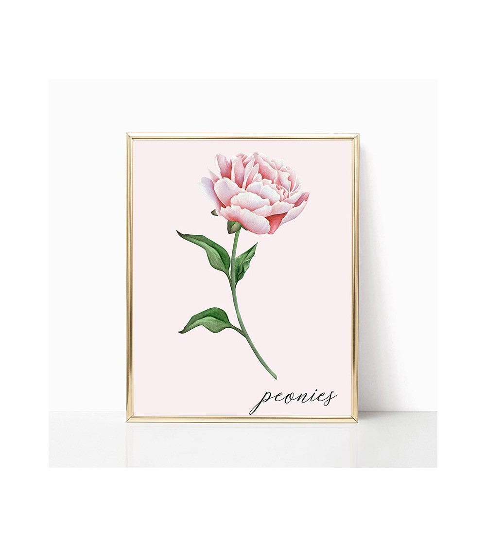 Obični božur (Paeonia officinalis) roze nijanse - poster na art papiru (art. p-0518)