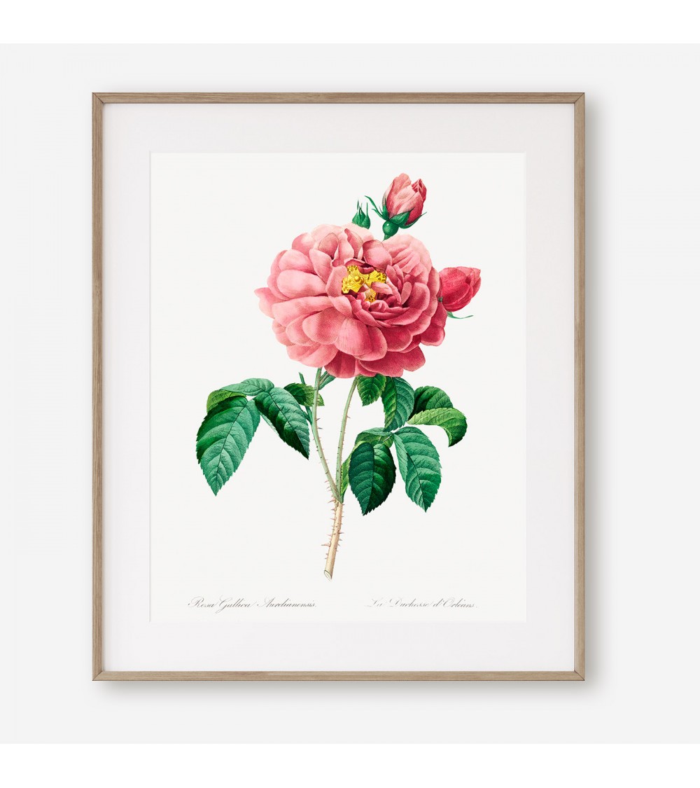 ROZE RUŽA UMETNIČKI PRINT ZA URAMLJIVANJE (ART. P-9635)