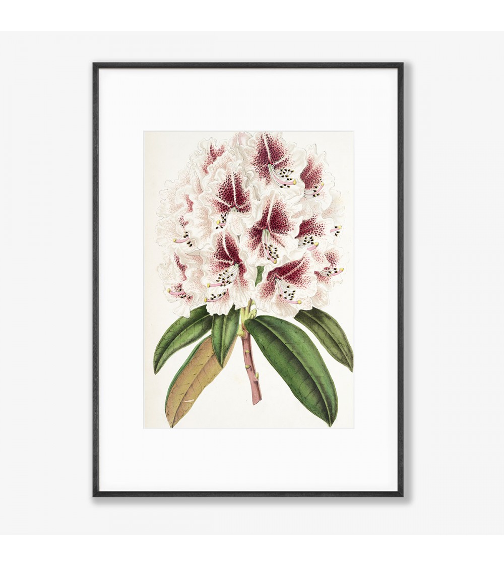 RODODENDRON print - reprodukcija (art. p-7849)